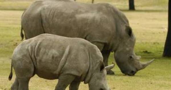 Rhino Encounter